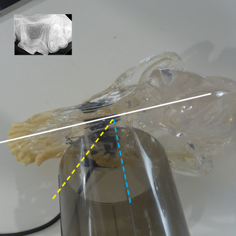 Dental X-ray Positioning guide Maxillary Premolar 208 – Canine Patients ...