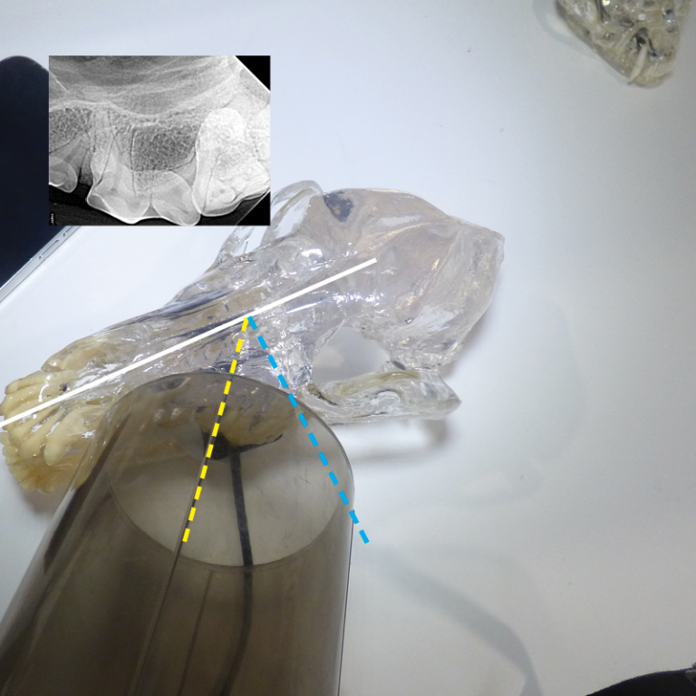 Dental X-ray Positioning guide Maxillary Premolar 208 – Canine Patients ...