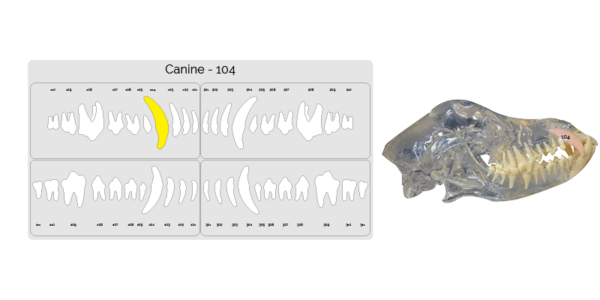 Dental X-ray Positioning Guide – Canine 104 – D.A.V.I.D. X-RAY