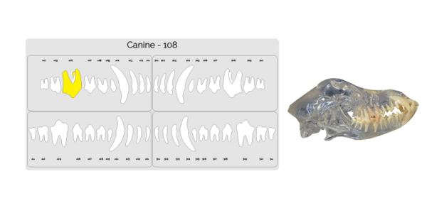 Dental X-ray Positioning Guide Canine Maxillary Premolar 108 – D.A.V.I ...
