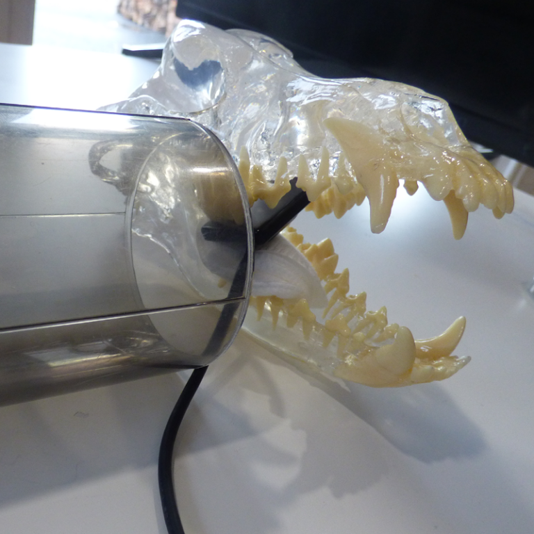 Dental X-ray Positioning Guide Canine Maxillary Premolar 108 – DAVID