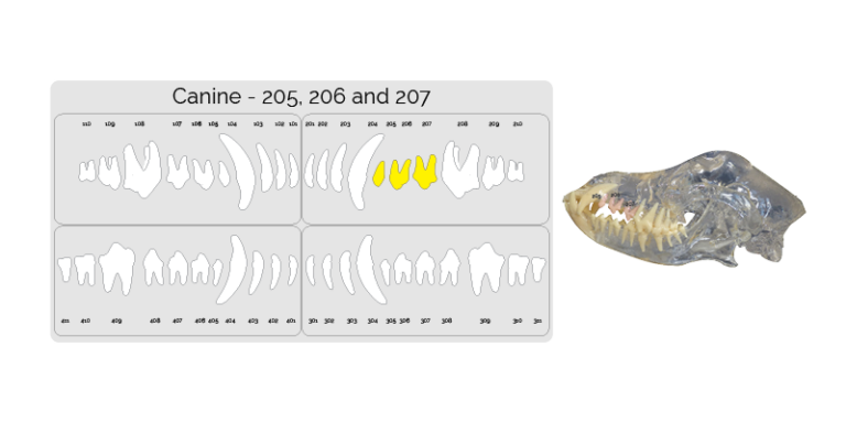 Dental Xray positioning Guide: Maxillary Premolar Teeth 205, 206 and ...
