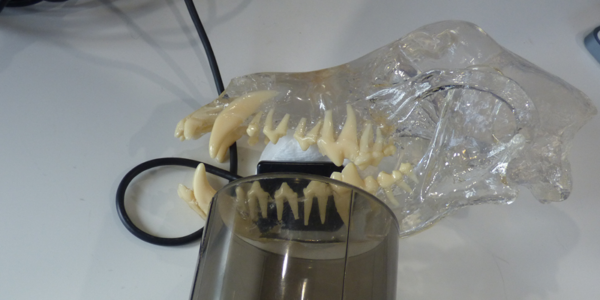 Dental X-ray Positioning Guide Canine Mandibular Premolars 307 and 308 ...