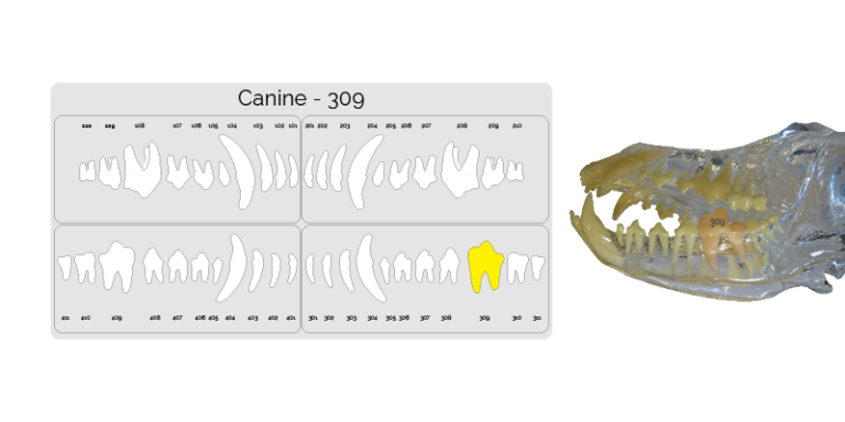Dental X-Ray Positioning Guide Canine Mandibular Premolar 309 – D.A.V.I ...