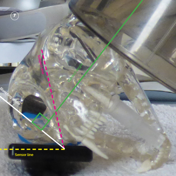 Dental X-ray Positioning Guide Feline Maxillary Premolars and Molars ...